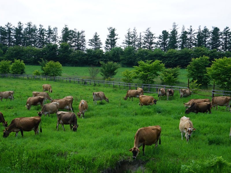 Ranking of the top 10 popular ranch-related spots in Hokkaido ｜Japan ...