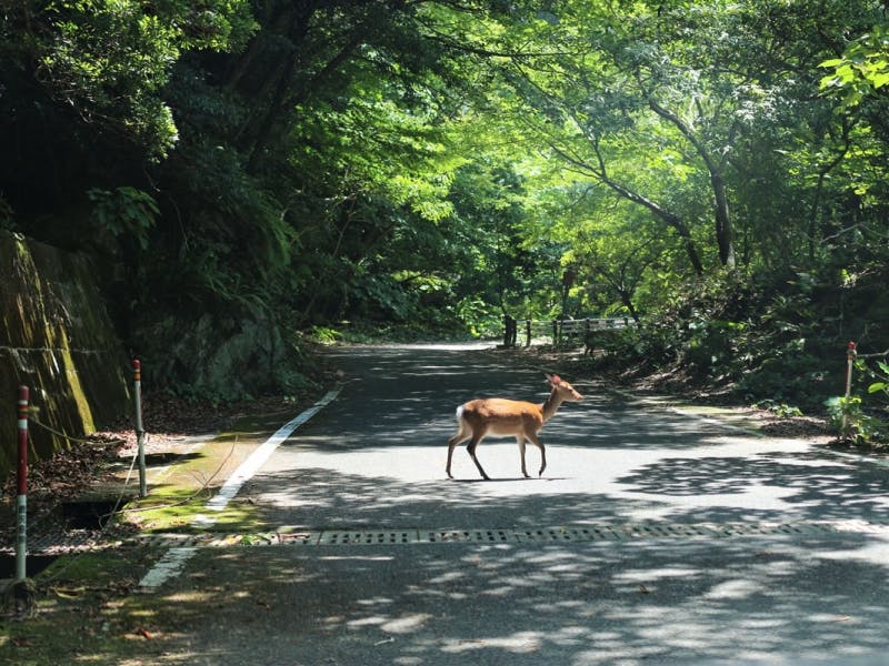 Kagoshima's Top 10 Most Popular Spots Related to Nature and Scenic Spots ｜Japan Travel News ...